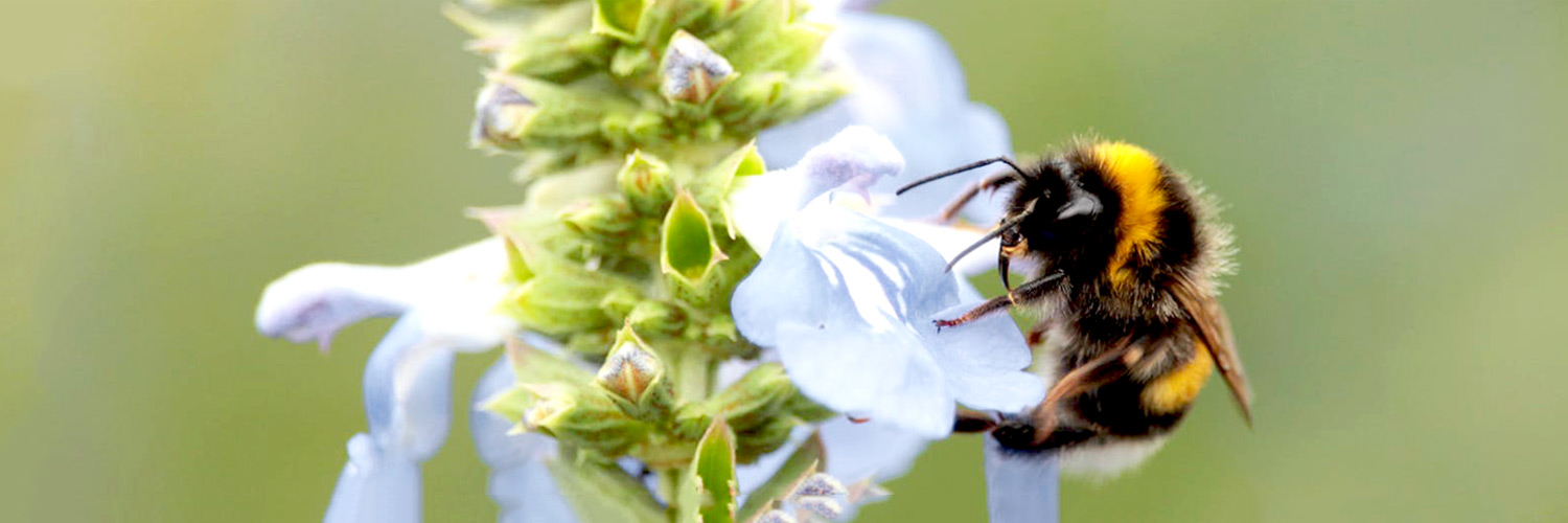 ISARA Lyon - AELPI - Pharmaciens-Ingénieurs